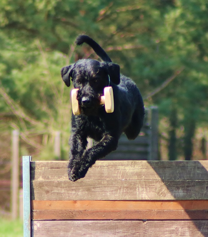 Hund Springt - Crivitz